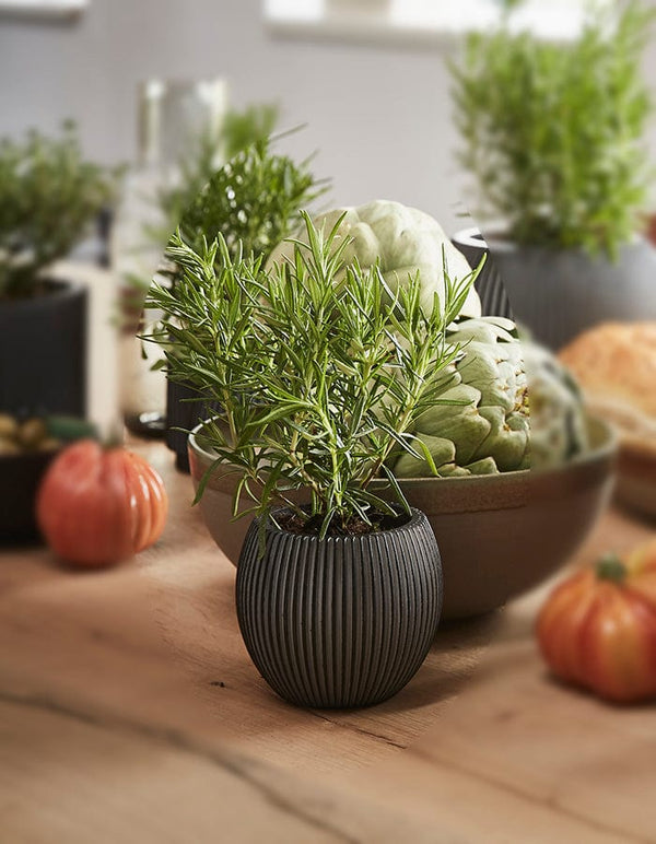 Buy Table Top Planters Online – Stylish Indoor Planters