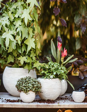 Buy Table Top Planters Online – Stylish Indoor Planters